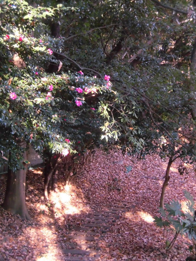 イロハモミジの紅葉が進み、ツバキ,ツワブキが咲き出しました - からきだの道